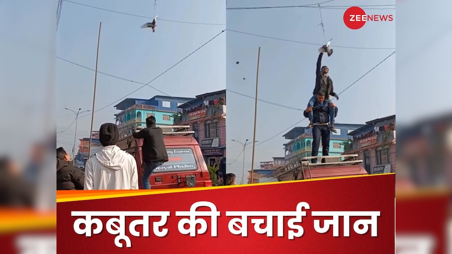 Viral Video Heroes can be seen on streets also boys save pigeon life ...