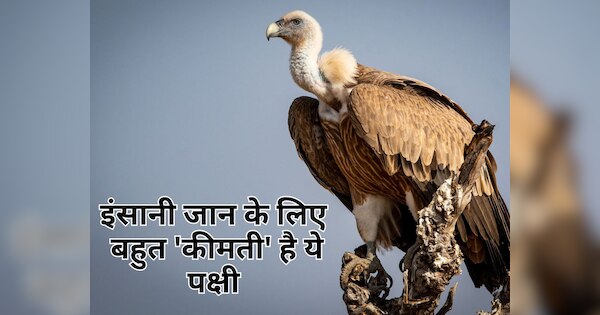 What would happen if there were no vultures | What important role does ...