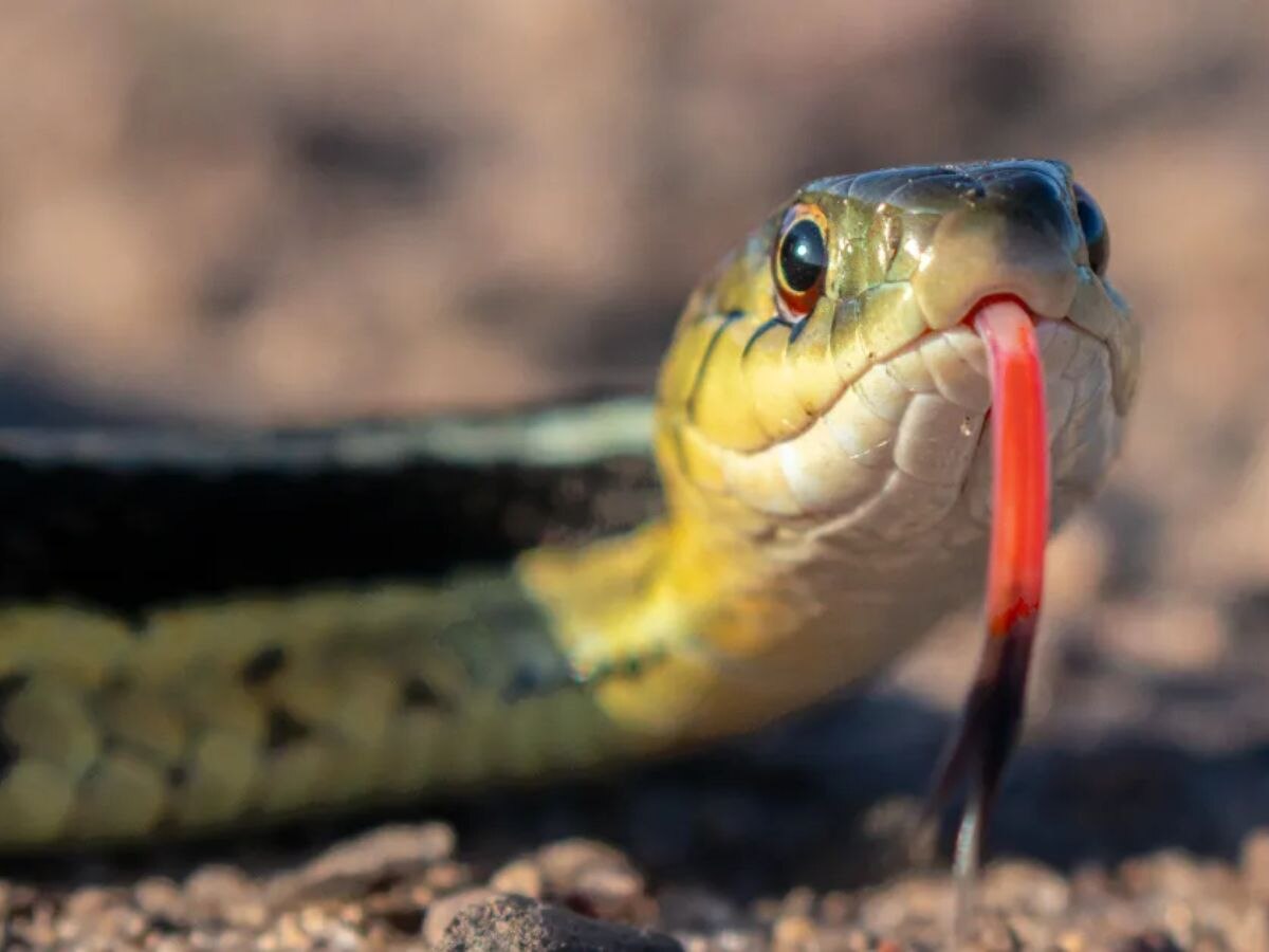 Wild Life | Snake activities in winter | snake venom | Why snakes not ...