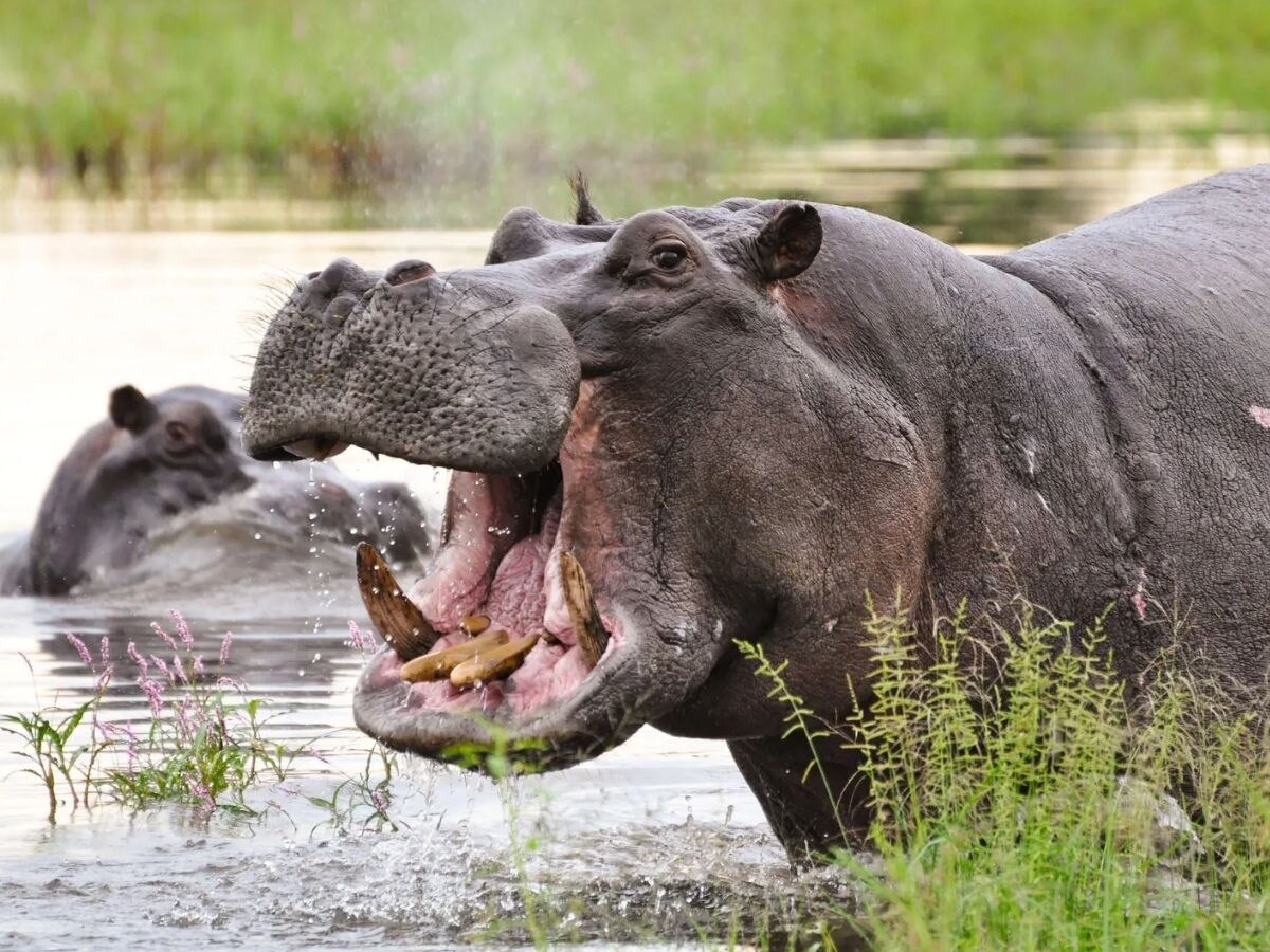 What is the number 1 deadliest animal | Which is the most poisonous ...