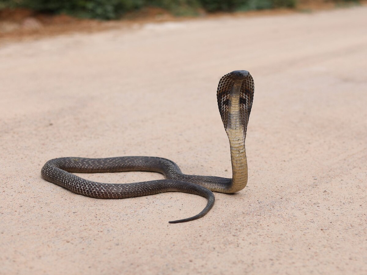 What is the number 1 deadliest animal | Which is the most poisonous ...