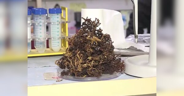 iit kanpur prepared special sea grass sponge bleeding stop within two ...