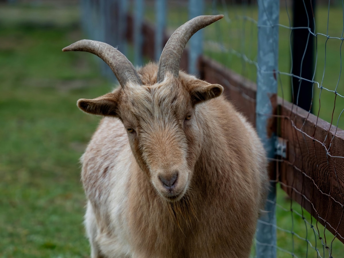 Markhor Pakistan national animal kills and eats snake | सांप को कच्चा ...