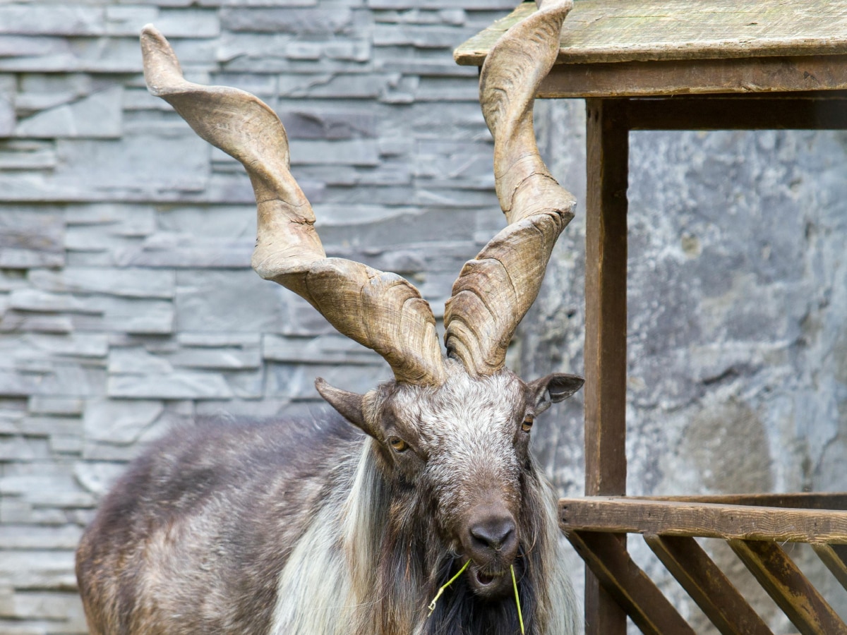 Markhor Pakistan national animal kills and eats snake | सांप को कच्चा ...
