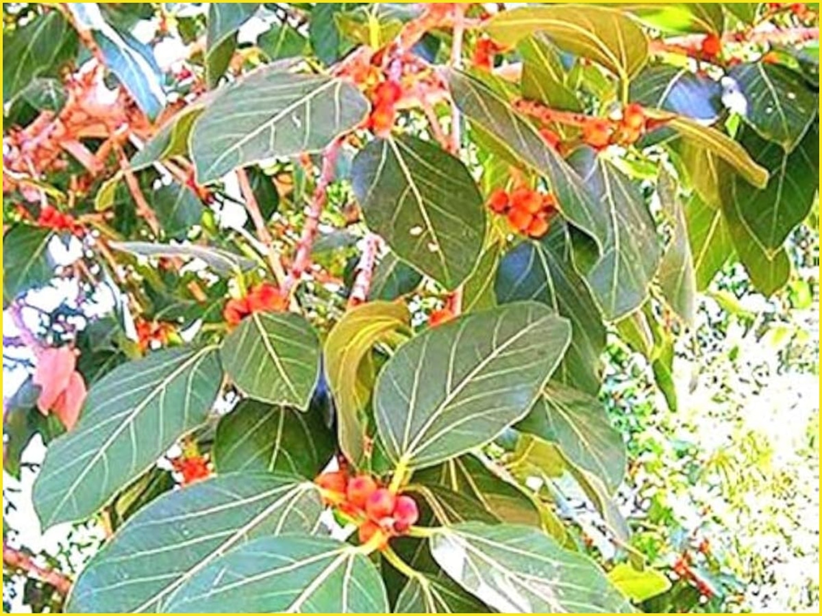Banyan Tree Benefits storehouse of medicines bark to leaves is ...