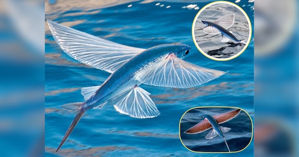 Flying Fish Unknown facts | Water and Air Fish | King of the Gliders ...