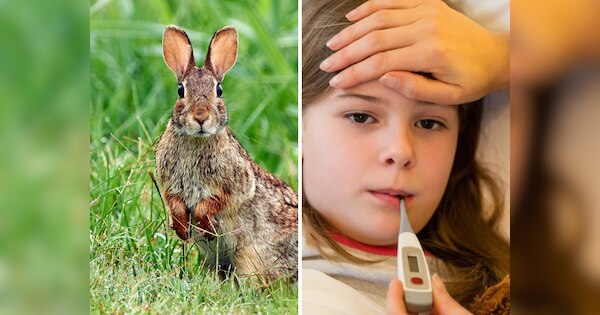 What is rabbit fever Symptoms of flu including 104°F fever will be seen ...