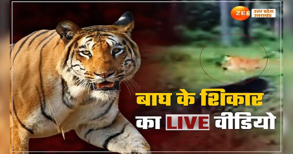 Lakhimpur Kheri Dudhwa National Park Tiger Attack on Jungli Suwar watch ...