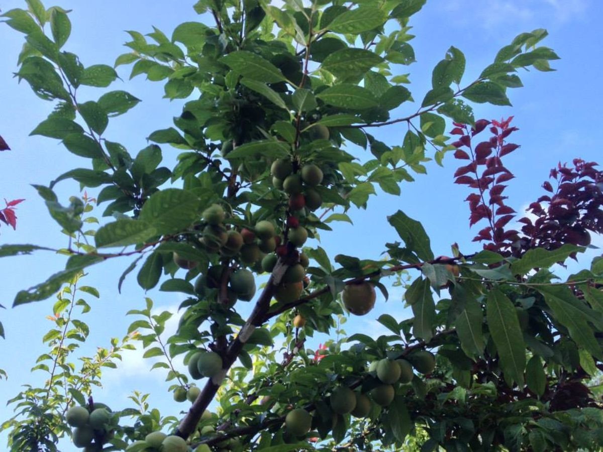 Tree of 40 | single tree bears 40 different fruits | sam van aken ...