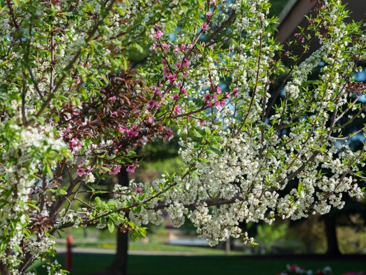 Tree of 40 | single tree bears 40 different fruits | sam van aken ...