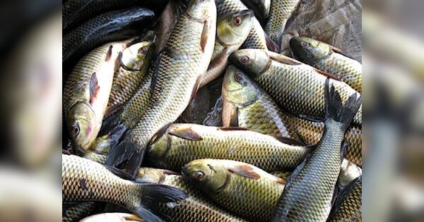 Antisocial elements put poison in fish pond thousand fish died loss is ...