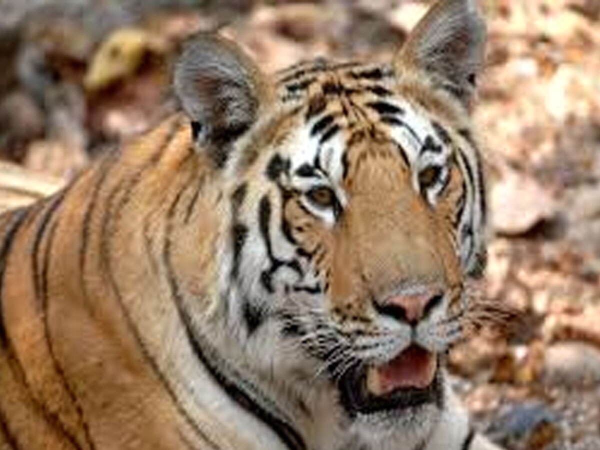 Jaipur News number of tigers increased to 136 in Rajasthan only 37 ...
