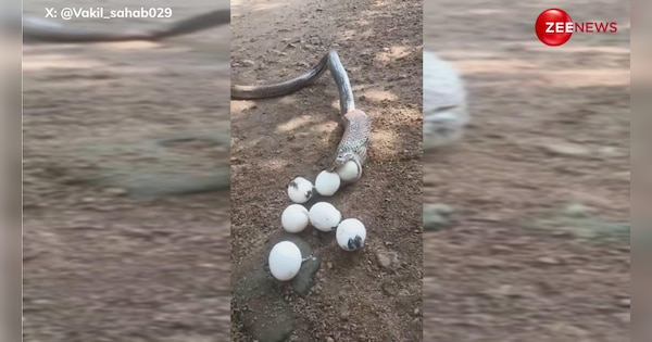 Snake started vomiting 11 eggs viral video will make you shock | देखते ...