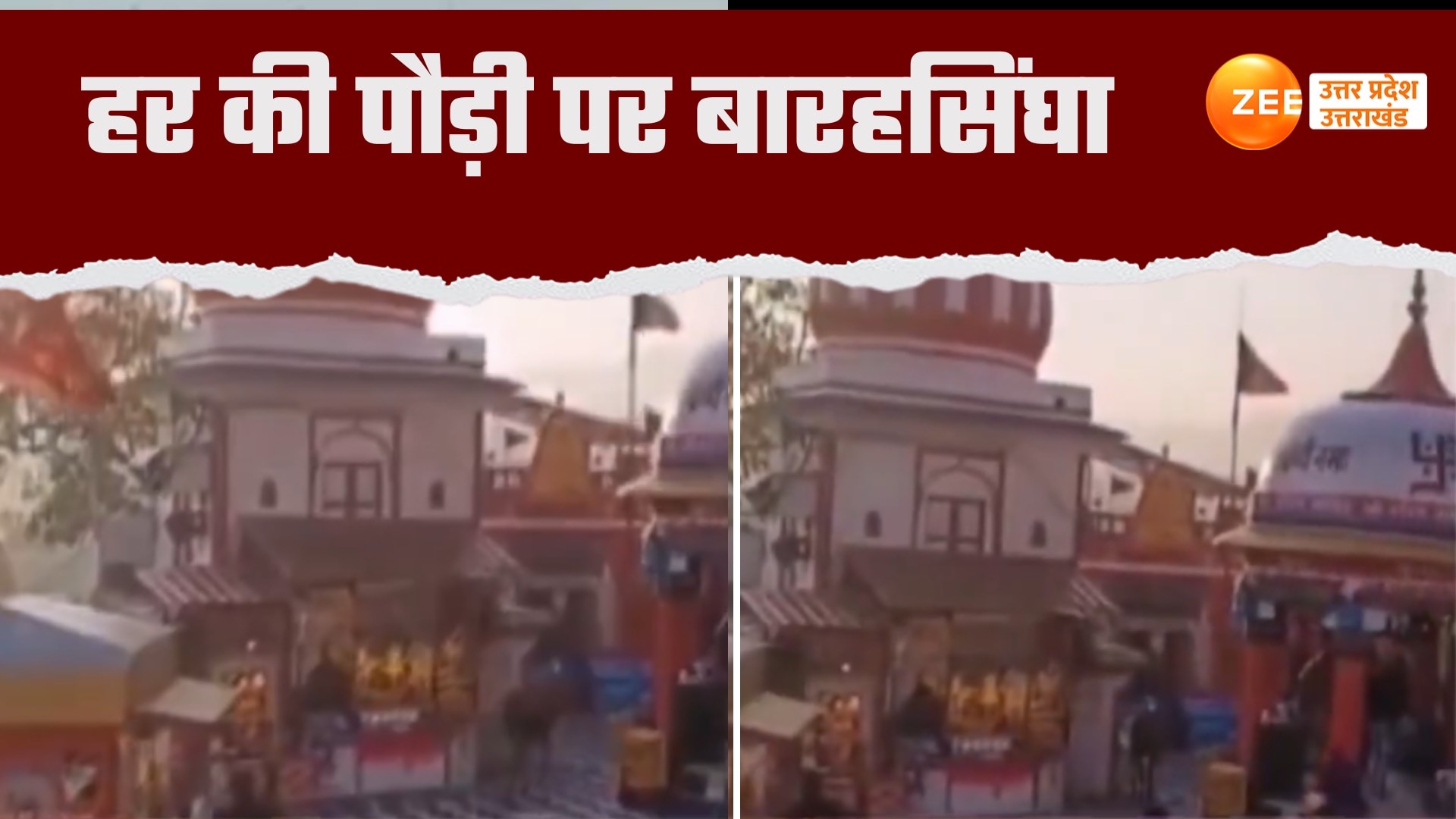 haridwar barasingha reached har ki pauri watch this viral video ...