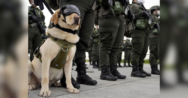 Indian Army dogs training list of exceptionally skilled dog breeds ...