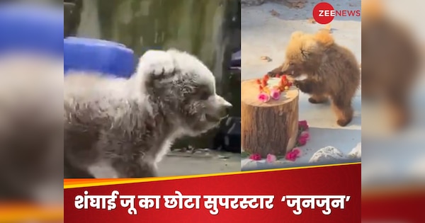 Shanghai Zoo : भालू का ये बच्चा है शंघाई जू का सुपरस्टार, 'जुनजुन' ने ...