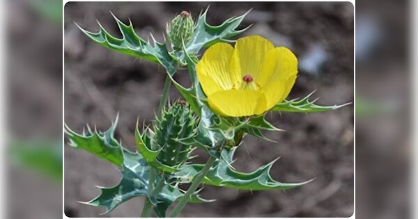 This ayurvedic thorny plant has the power to cure many diseases know ...