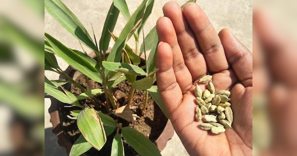 how to grow cardamom plant at home in pot gardening tips | 20 रुपये के ...