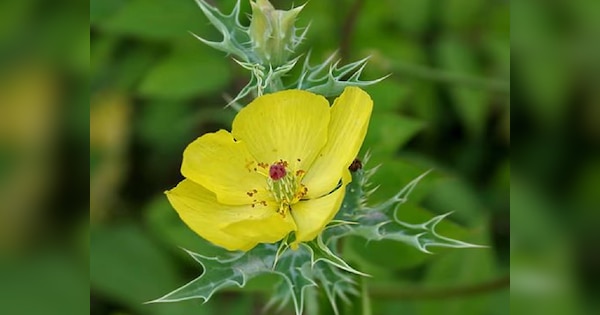 benefits of Satyanashi plant provides relief from ringworm and itching