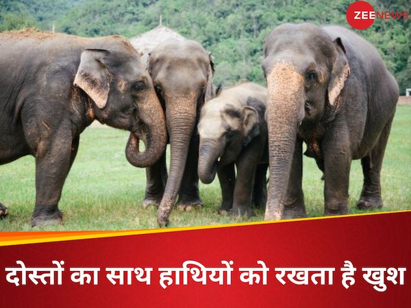 Wild Life | Elephant Depression | restlessness inside elephants | hathi ...