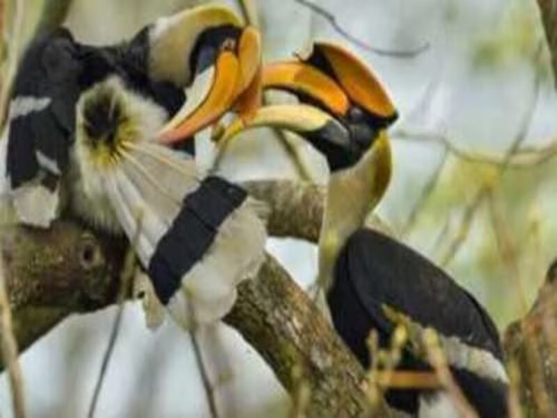 valmiki tiger reserve bird hornbill changes children diapers like human ...
