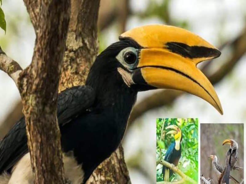 valmiki tiger reserve bird hornbill changes children diapers like human ...