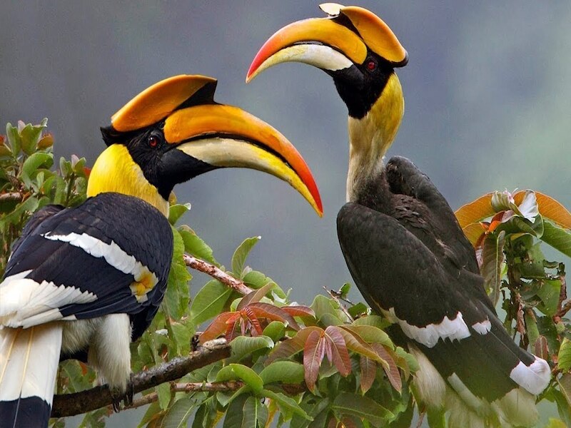 valmiki tiger reserve bird hornbill changes children diapers like human ...