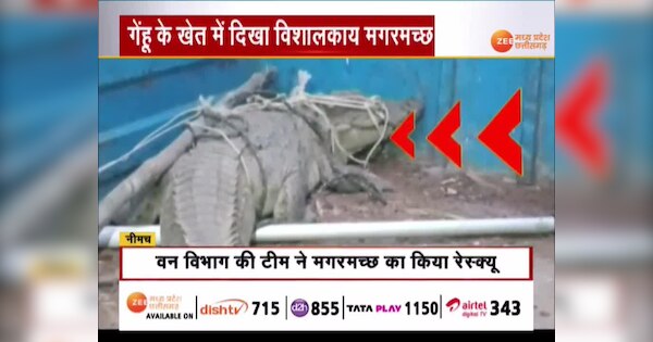 video of 6 feet long crocodile was released in gandhi sagar reservoir ...