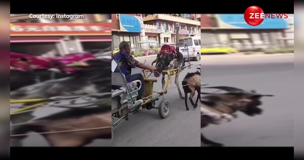 Ostrich and goat pulling the cart you will be blown away by this ...