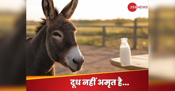 Rarest halari breed donkey milk | What is liquid gold milk | Benefits ...