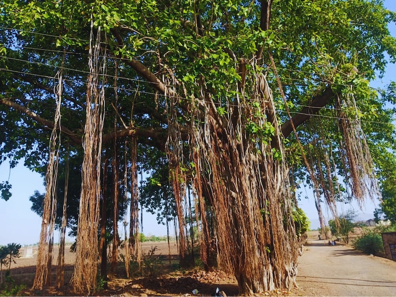 chhattisgar 250 year old historical banyan tree in bilaspur know ...