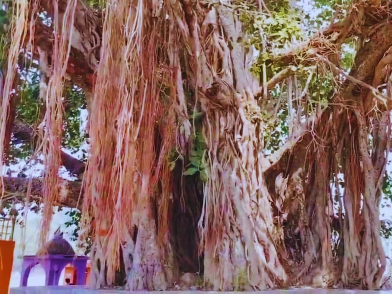 chhattisgar 250 year old historical banyan tree in bilaspur know ...