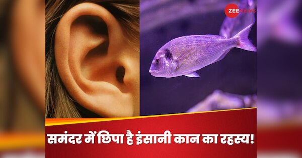 Human ears special connection with fish Scientists discovered fish from ...