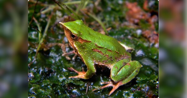 extinct frog species Meet Australian Gastric Brooding Frog Unique ...