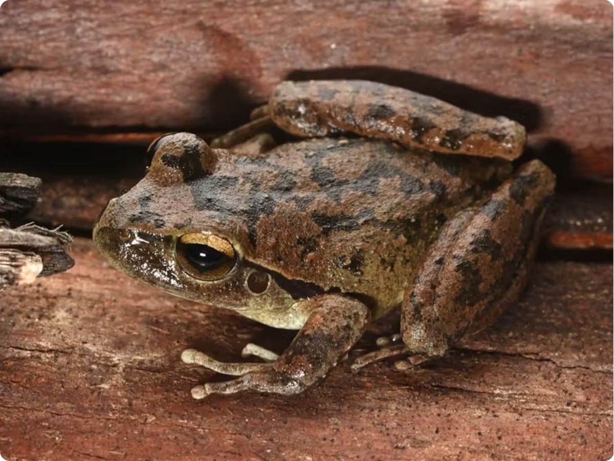 extinct frog species Meet Australian Gastric Brooding Frog Unique ...