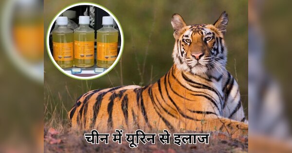 tiger urine for arthritis selling in china market debate spark on weird ...