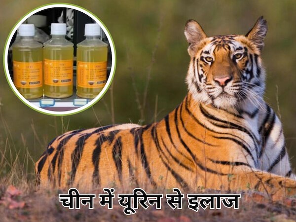 tiger urine for arthritis selling in china market debate spark on weird ...