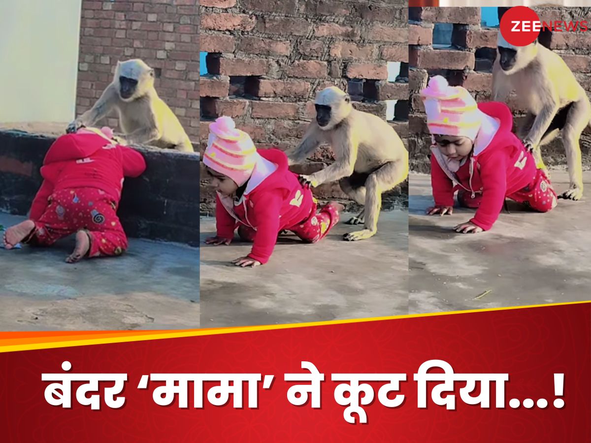 Viral Video : छत पर खेल रहे बच्चे पर अचानक लंगूर ने कर दिया हमला ...