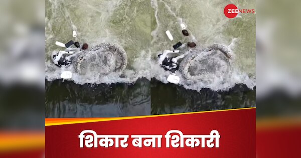 Mainpuri shocking Python Video Goes Viral On Social Media People will Stunned After | Watch ...