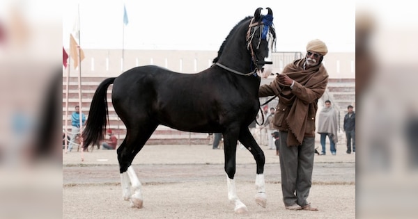 Marwar Horse Show Begins Today Featuring Exhibition of Rare and ...