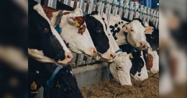 RSSB Livestock Assistant Recruitment Apply Now for 2041 Vacancies in ...