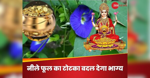 Aprajita flower Totka Aprajita phool ke totke for job business money ...