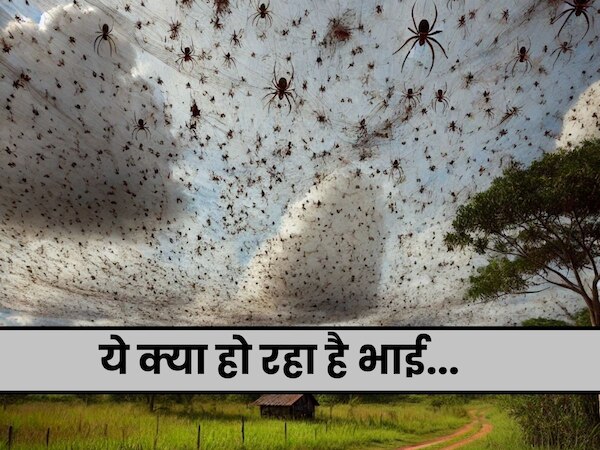 hundreds of spiders raining from sky of brazil reason is socking | इस ...