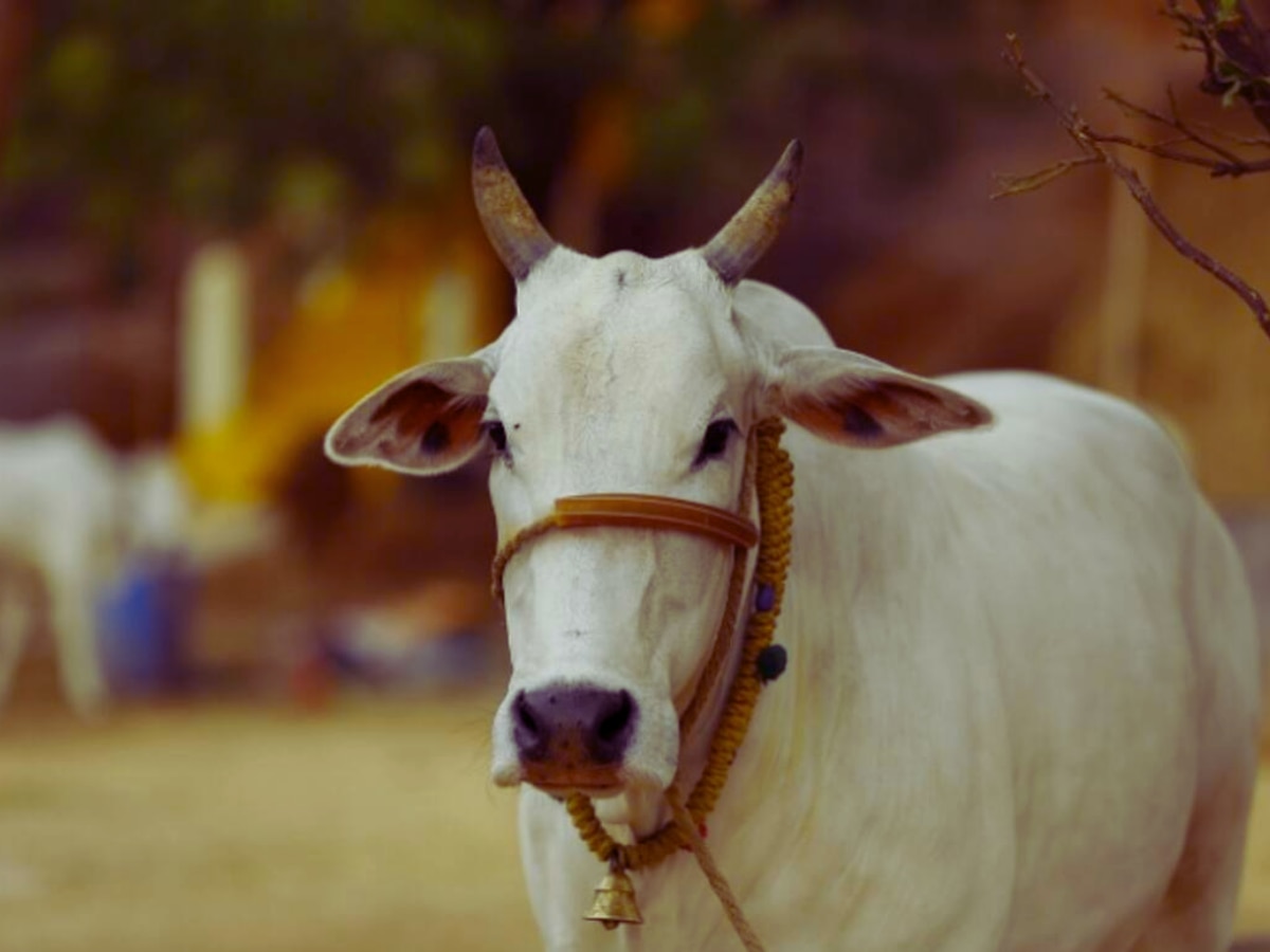 chhattisgarh bilaspur unique tradition where animals are blindfolded ...
