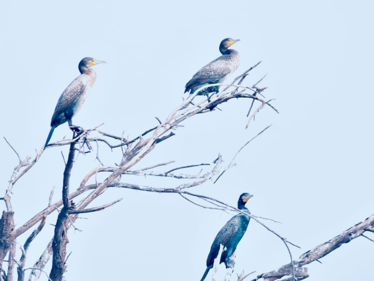 Jaipur Bird Festival 2025 Exhibitions competitions on birds butterflies ...