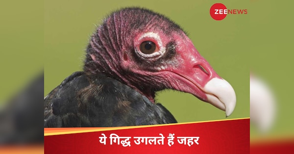 Turkey vultures vomit acid and semi digested meat to escape attackers ...