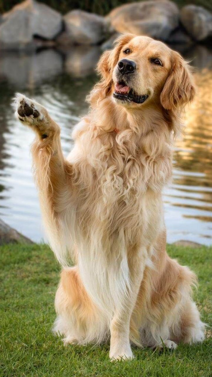 National Golden Retriever Day 2024 Some fun facts about this dog that ...