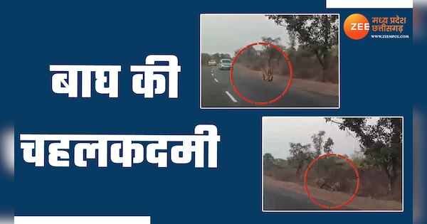 video of a tiger walking on panna amanganj road goes viral | बीच सड़क ...
