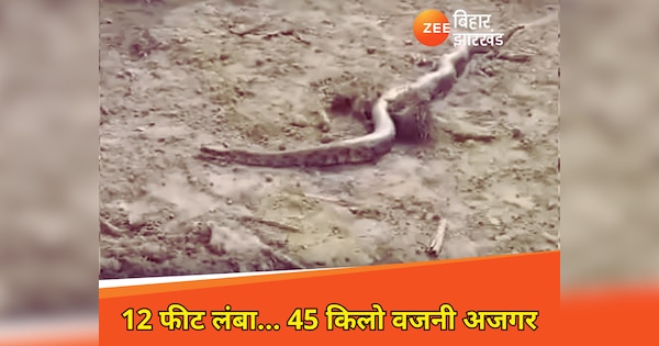 Bagaha Python Rescue 12 feet long and 45 kg by forest department ...