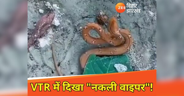 Fake viper Rare snake in Valmiki Tiger Reserve crowd gathered to see ...